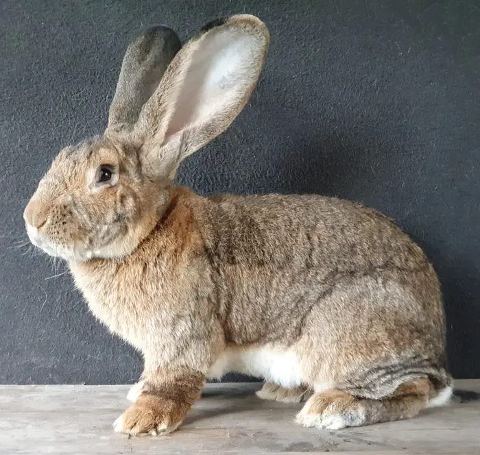 Belgisk Jätte :: kaninraser